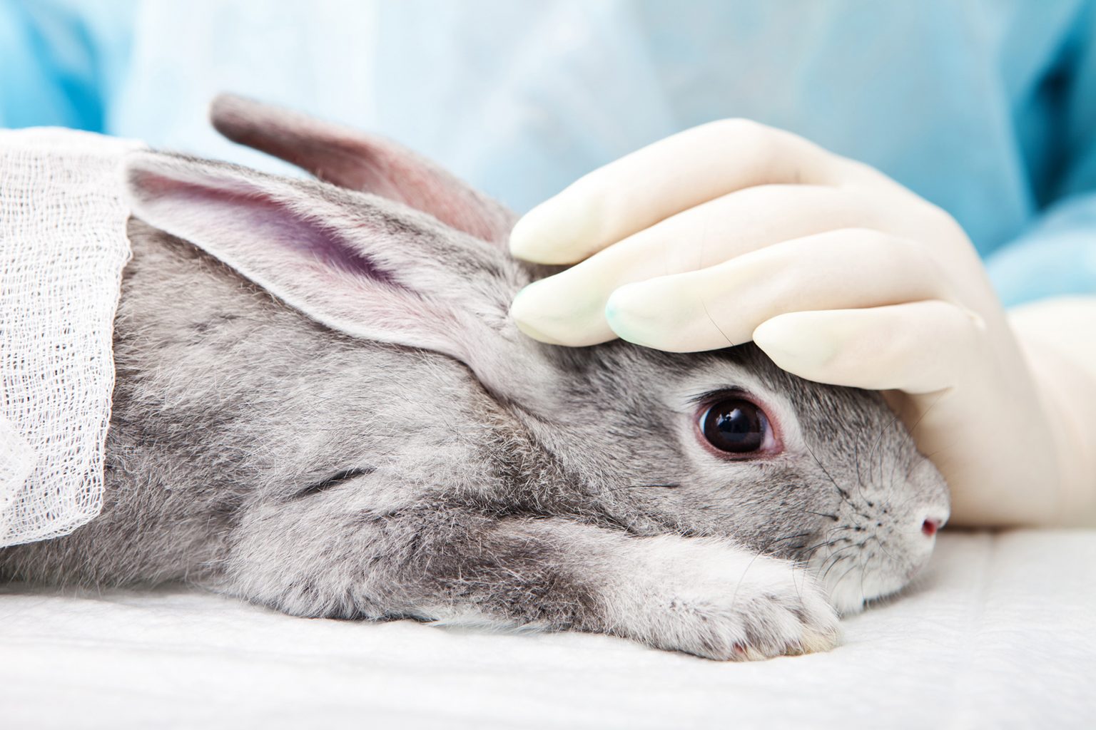 Animal testing in New Zealand - SAFE | For Animals