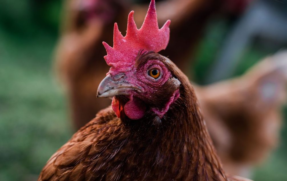 Hens - SAFE | For Animals