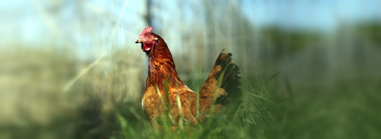 Battery vs. Colony Cages: Spot the Difference - SAFE | For Animals