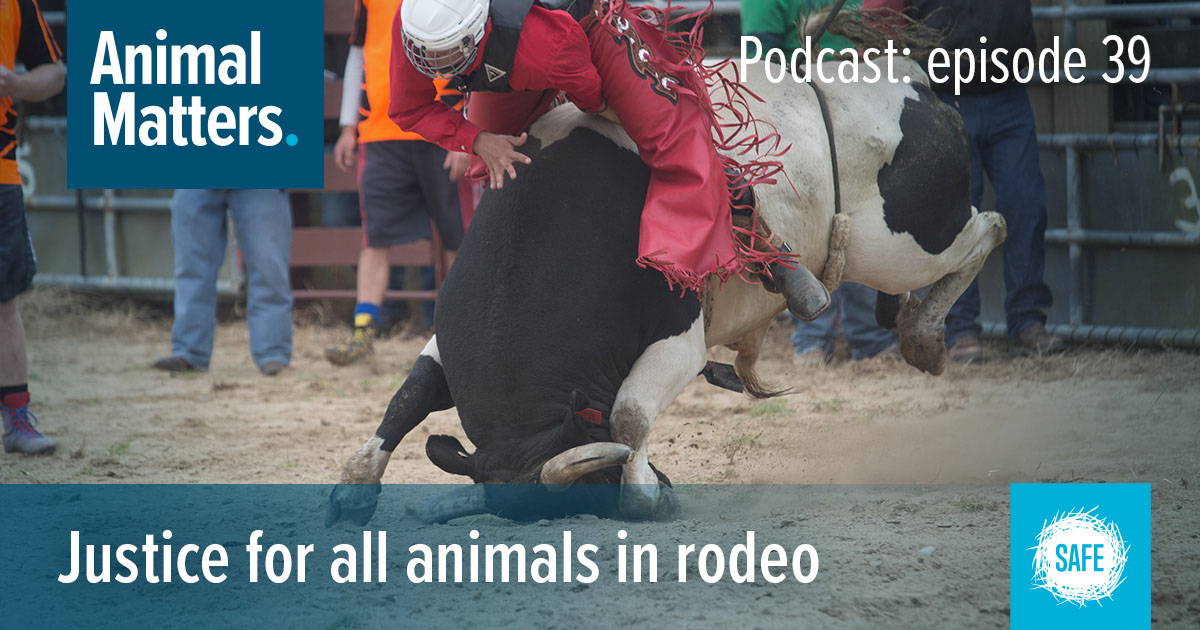 Justice for all animals in rodeo - SAFE | For Animals