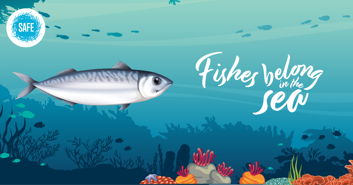 Fishes in captivity - SAFE | For Animals