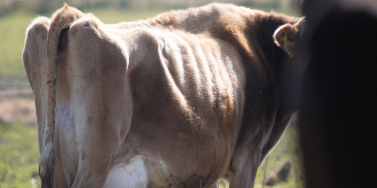 MPI response to skinny cows "unacceptable" - SAFE | For Animals