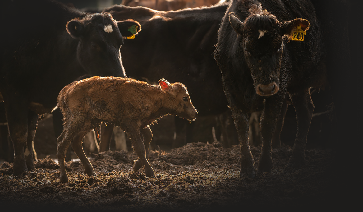 Donate to help us end mud farming - SAFE | For Animals