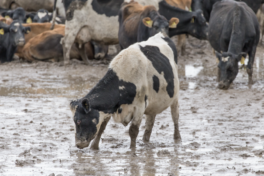 Mud farming in New Zealand