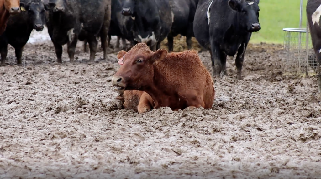 Thank you for joining the mud farming action group!